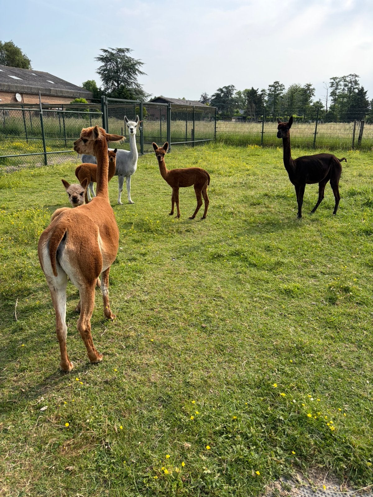 ≥ Alpaca,s — Overige Dieren — Marktplaats
