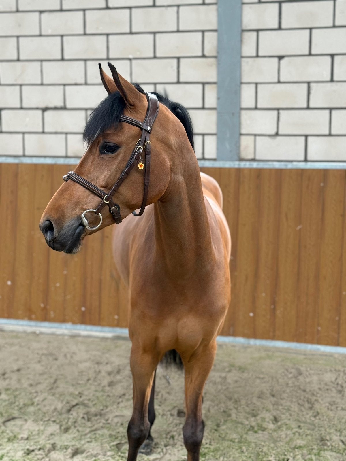 ≥ Allround D pony — Pony's — Marktplaats