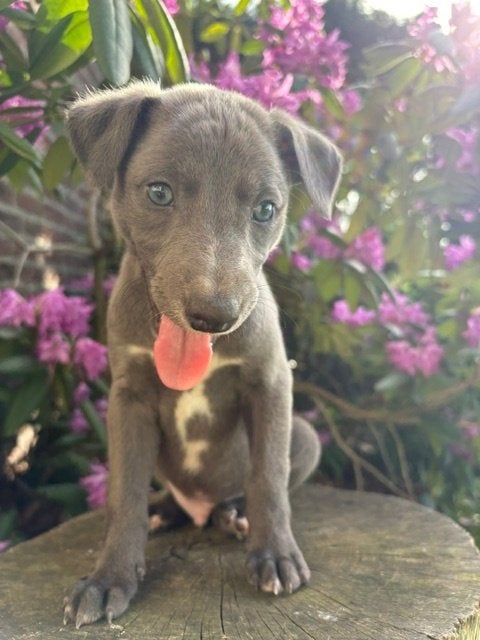 ≥ Mooie Whippet pups — Honden | Windhonden — Marktplaats