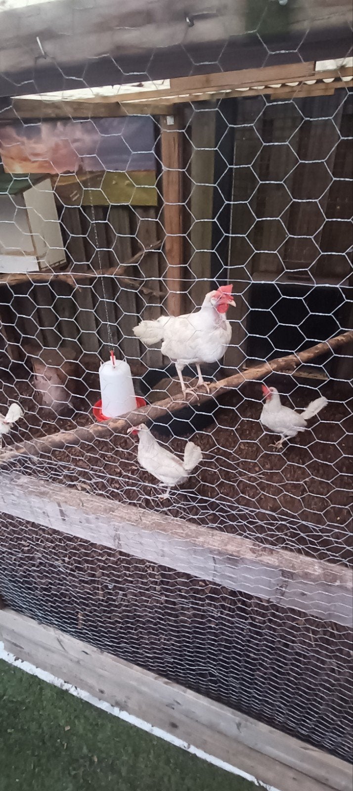 ≥ Legkippen — Vogels | Duiven — Marktplaats