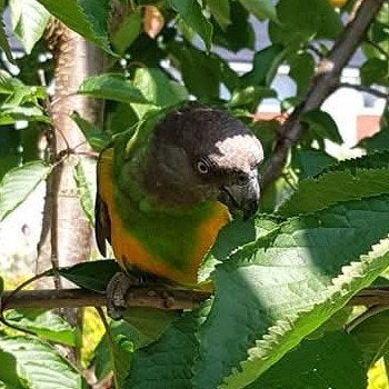 ≥ Gezocht!!, mijn bonte boer kiwi. — Vogels | Parkieten en Papegaaien ...