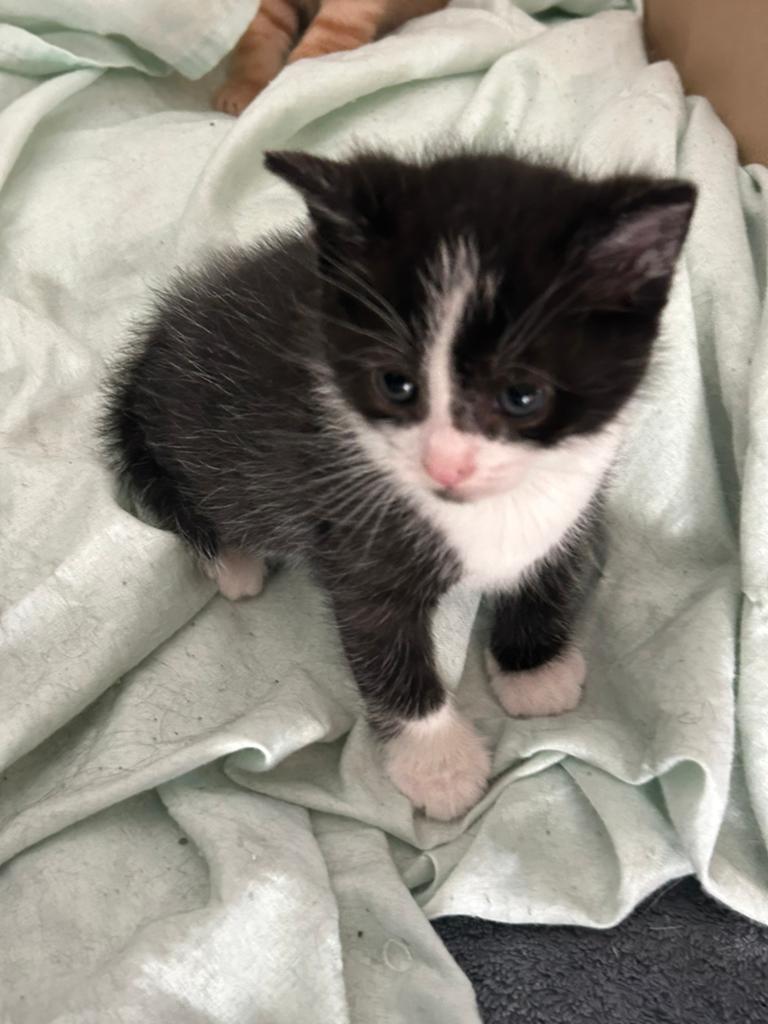 ≥ GERESERVEERD - NIKS BESCHIKBAAR meer!! — Katten en Kittens | Overige ...
