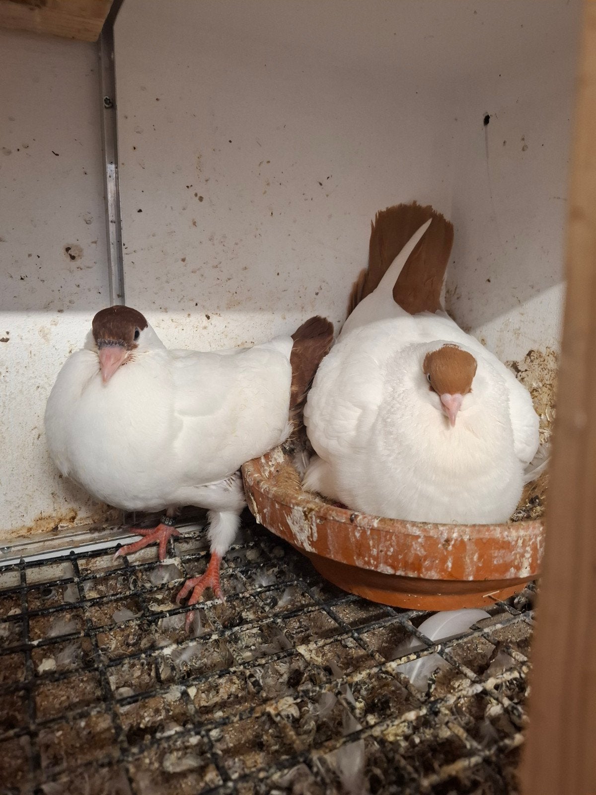 ≥ Helmduiven verschillende kleuren — Vogels | Duiven — Marktplaats