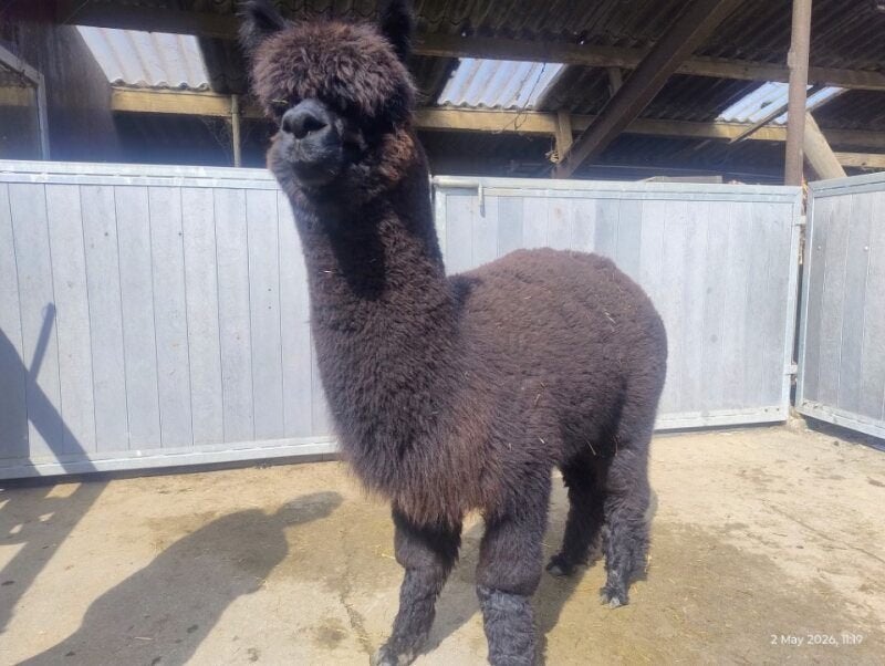 ≥ Alpaca dekhengst — Overige Dieren — Marktplaats