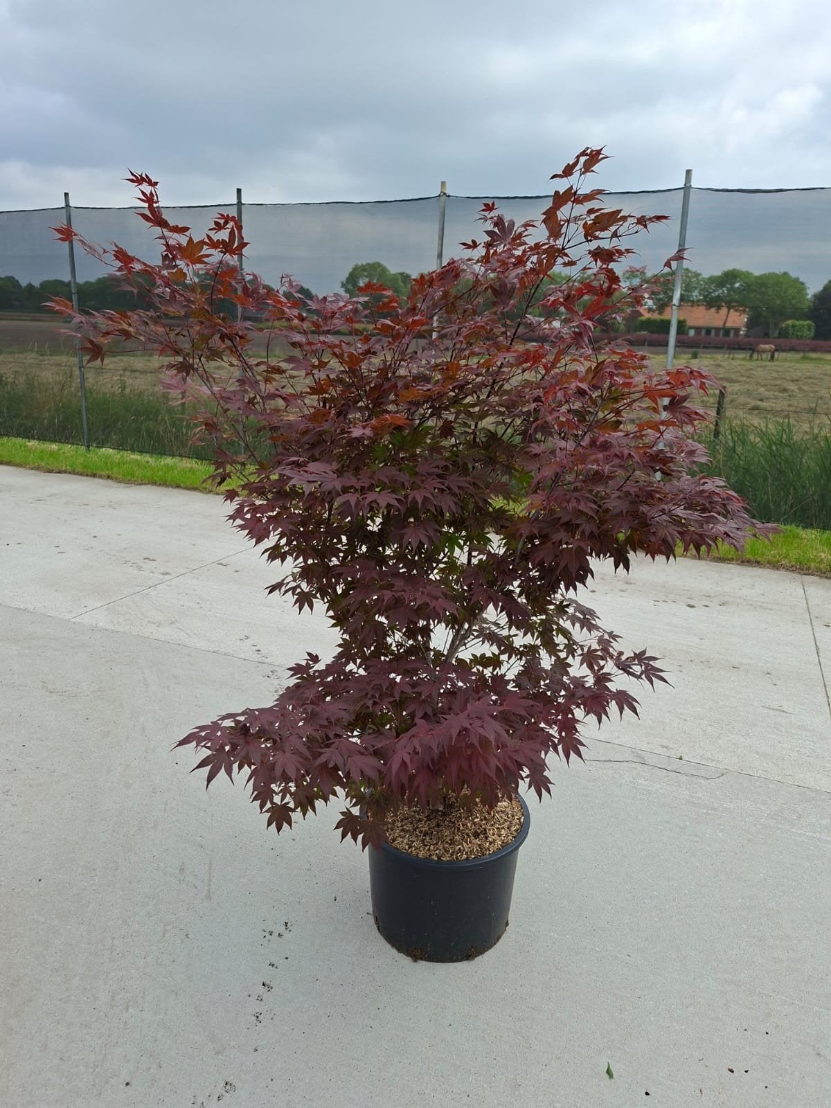 ≥ Prachtige oudere Japanse Esdoorn Atropurpureum — Planten | Bomen ...