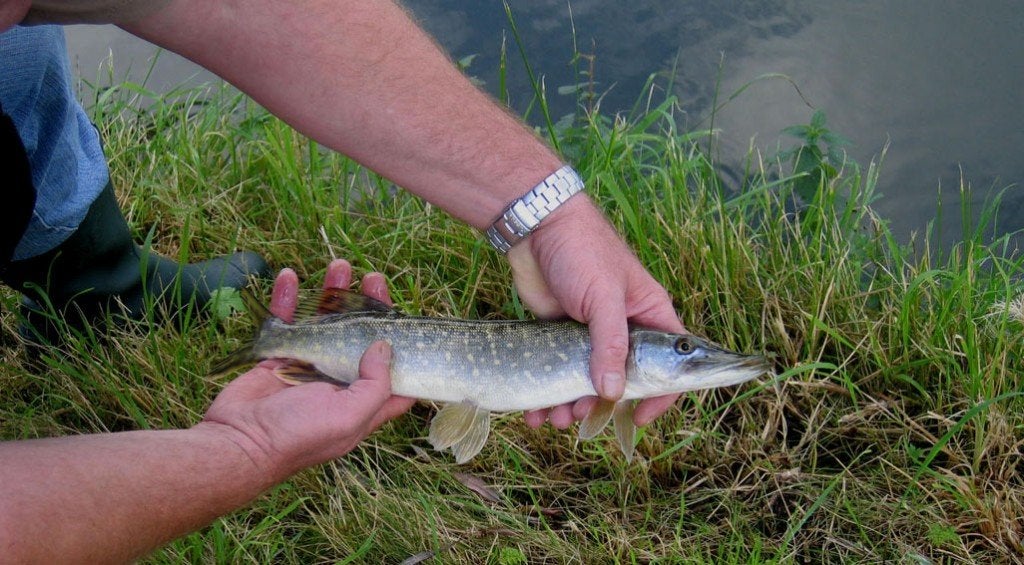 ≥ Set P 12 van 4 Propellervliegen voor Forel - Baars - snoek ...