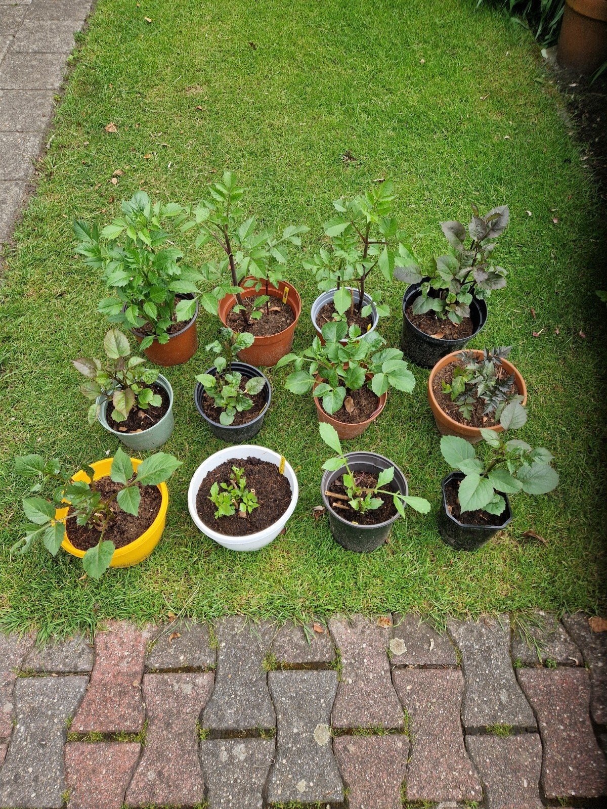 ≥ Dahlia planten in pot - Diverse soorten 12 stuks. (m2405853906 ...