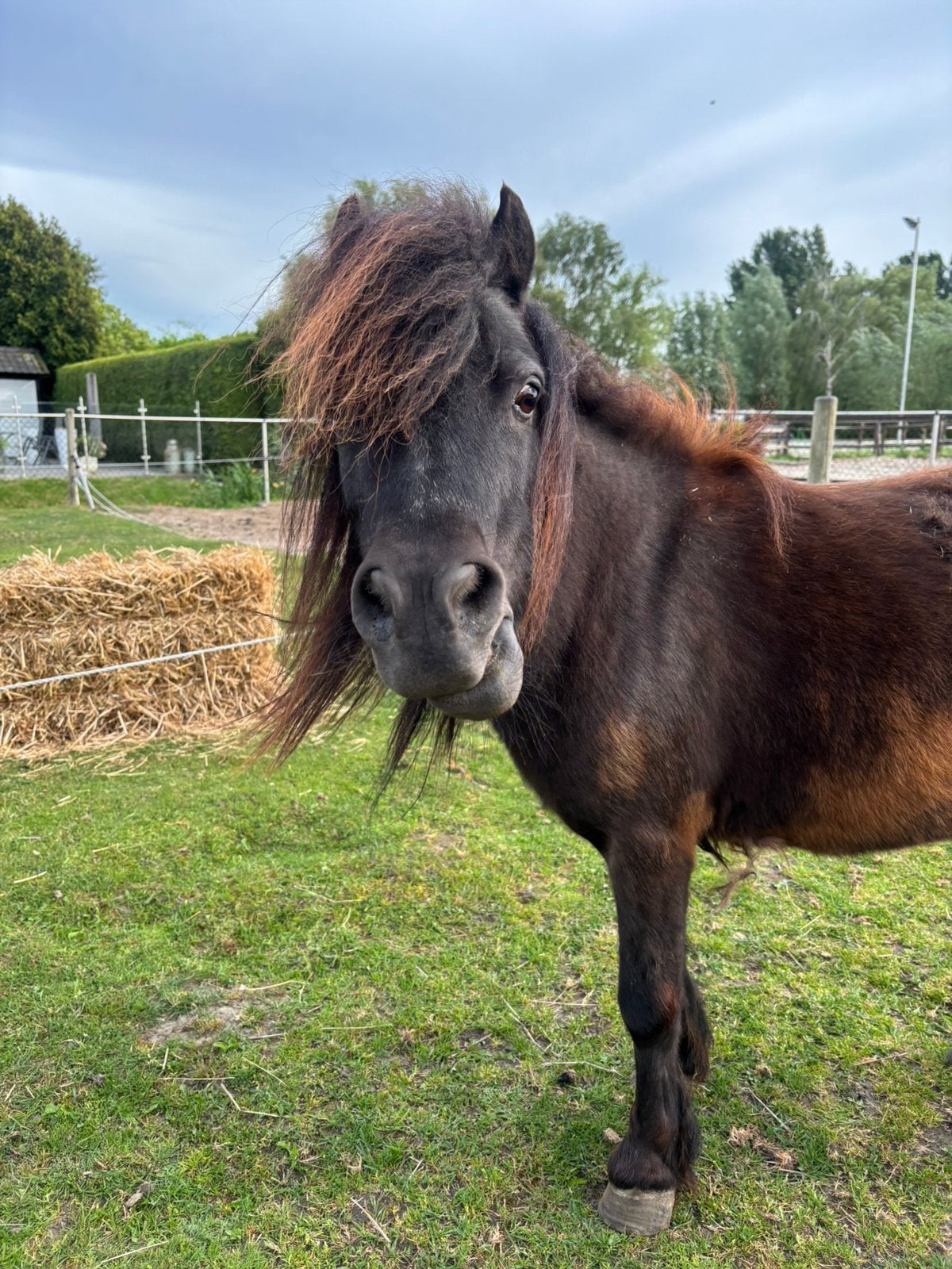 ≥ Shetland pony’s — Pony's — Marktplaats