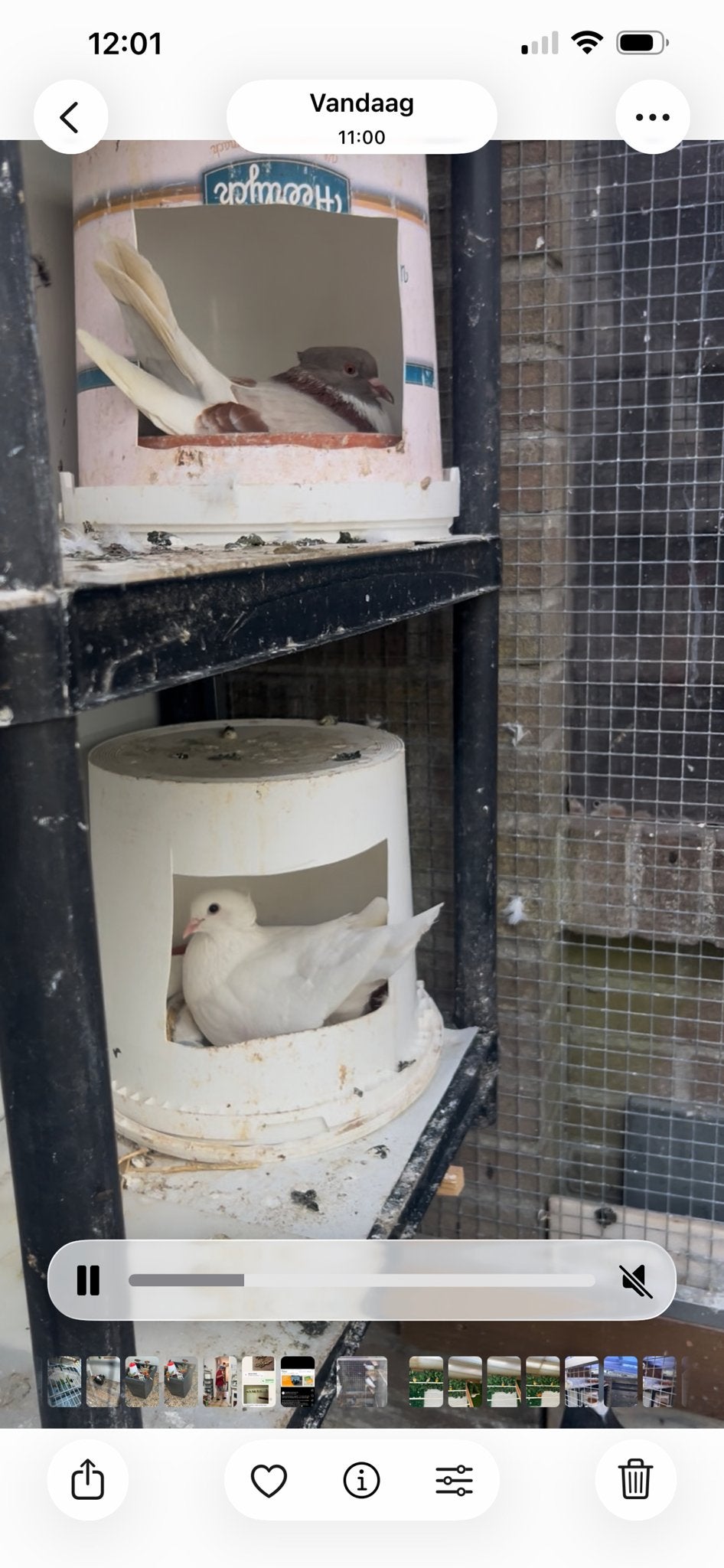 ≥ 14 Duiven — Vogels | Duiven — Marktplaats