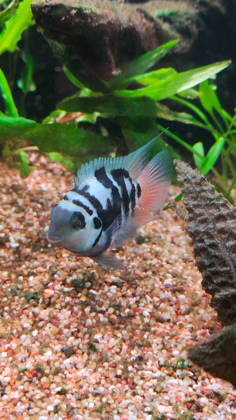 ≥ Koppeltje Blue Parrot Cichliden — Vissen | Aquariumvissen — Marktplaats