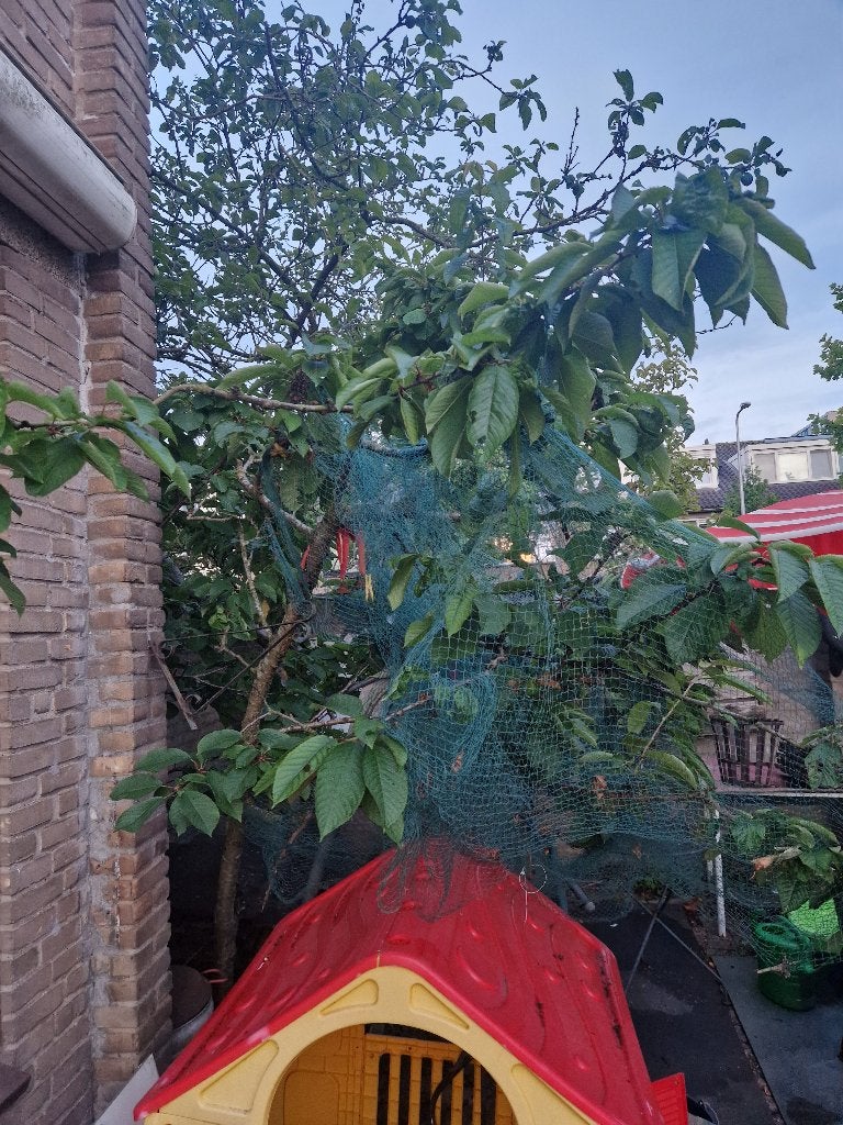 ≥ Kersen boom — Planten | Bomen — Marktplaats
