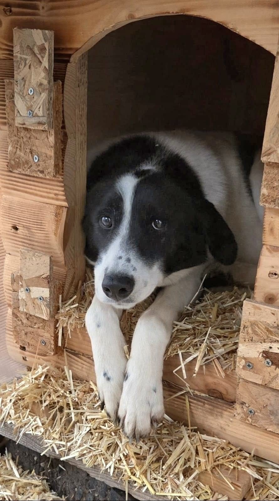 ≥ Hond Eva zoekt baasje — Honden | Niet-rashonden — Marktplaats