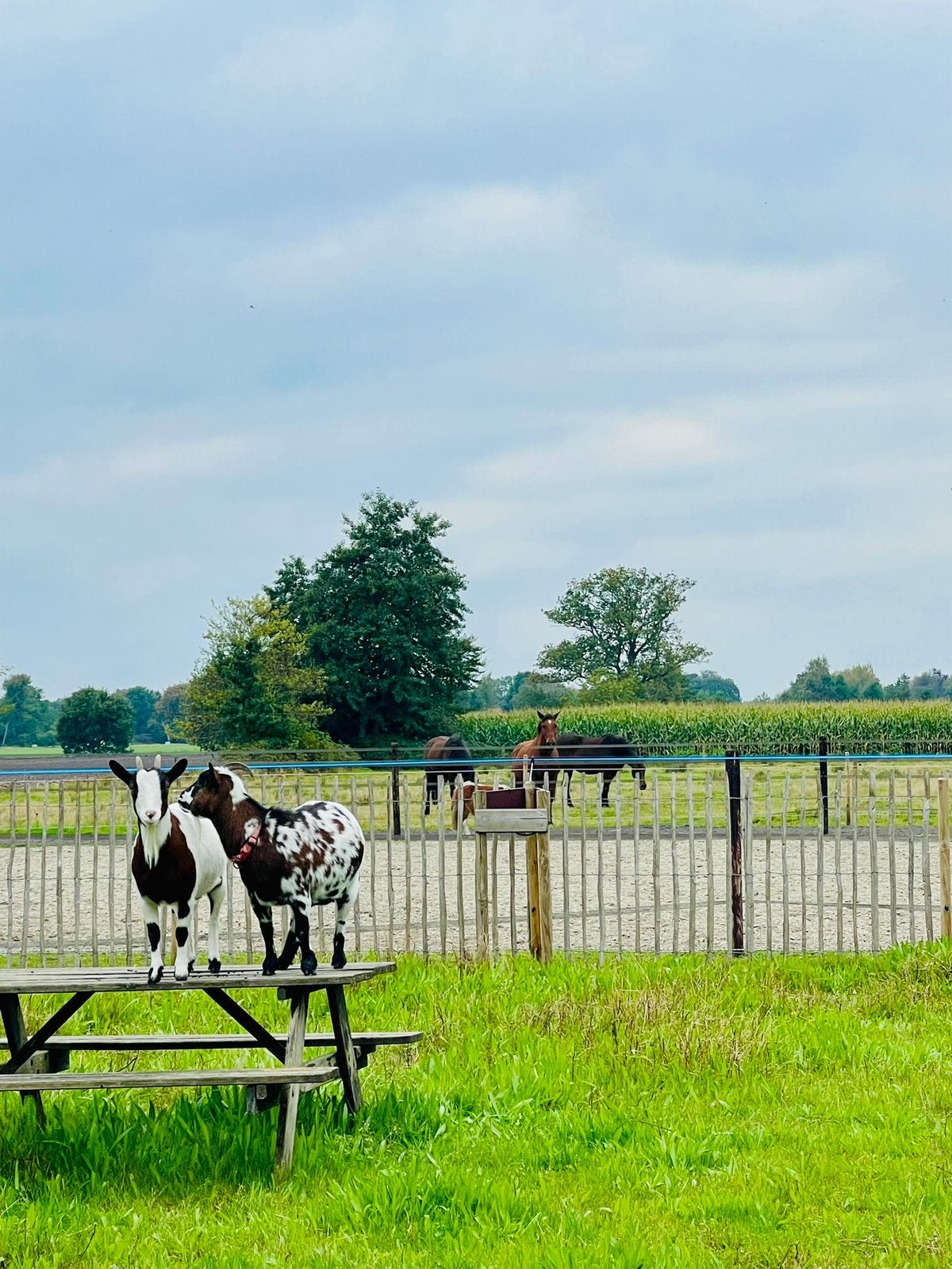 ≥ Mila en Maya zoeken een nieuw huisje — Schapen, Geiten en Varkens ...
