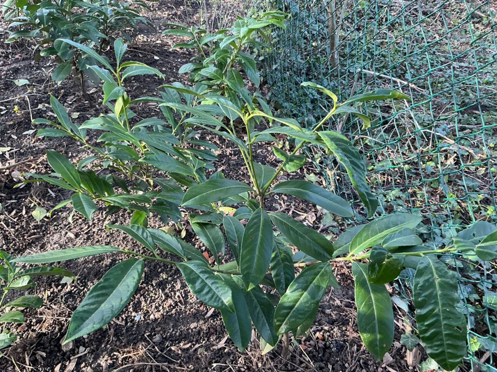 ≥ Laurierstruiken te koop | Tuin en Terras | Marktplaats