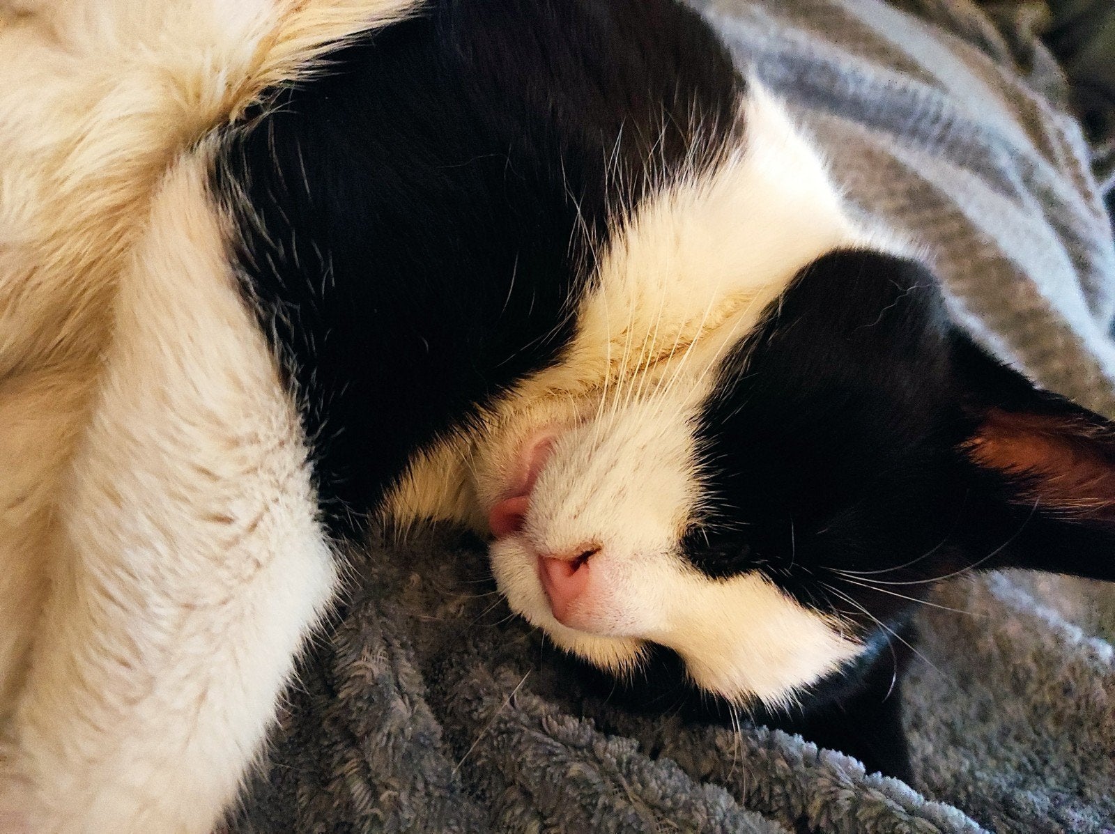 ≥ Kater Bambi van 6 jaar — Katten en Kittens | Overige Katten — Marktplaats