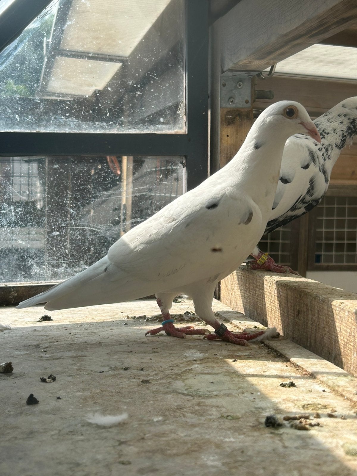 ≥ Kleurpostduif, 2026, vermoedelijk duivin. — Vogels | Duiven — Marktplaats