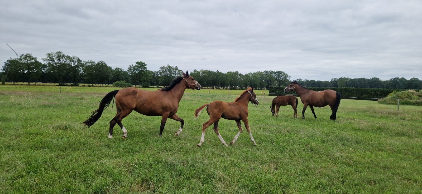 ≥ Zeer mooie nrps hengst veulen — Pony's — Marktplaats