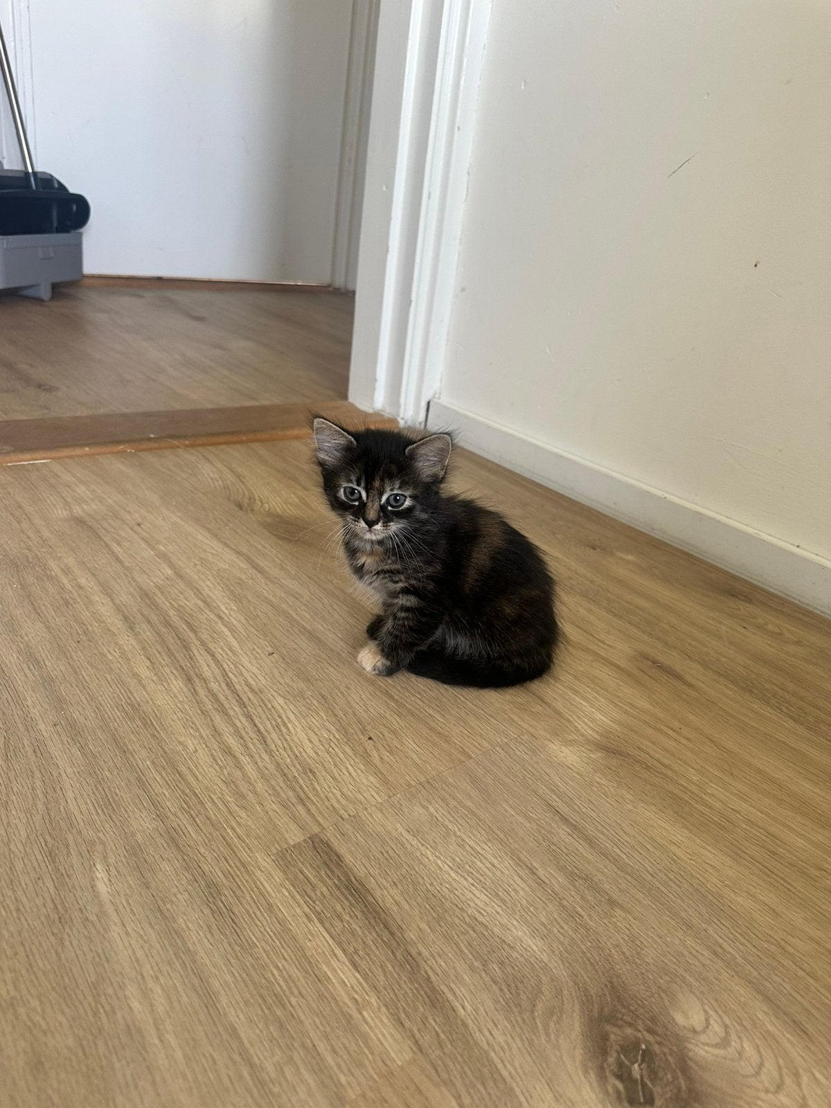 ≥ Langharige kitten (m2413752270) — Katten en Kittens | Overige Katten ...