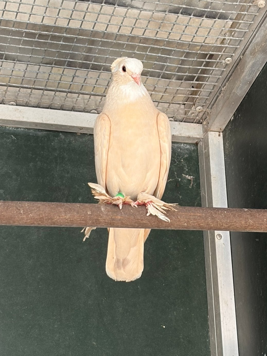 ≥ Sierduif — Vogels | Duiven — Marktplaats