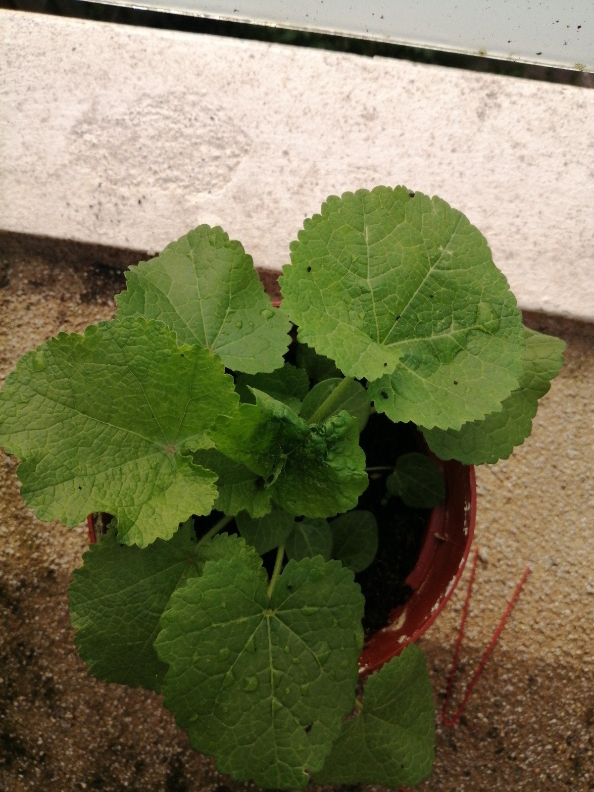 ≥ Jonge stokroos plant in pot - Ideaal voor tuin of balkon — Planten ...