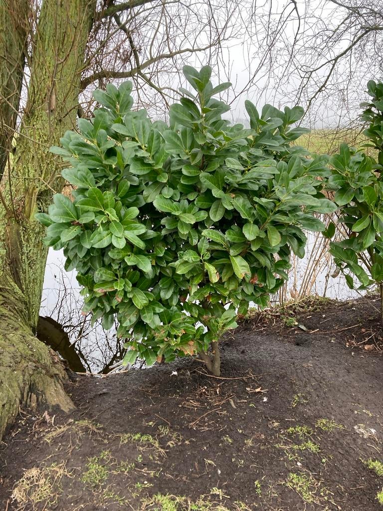 ≥ Laurierstruiken te koop | Tuin en Terras | Marktplaats