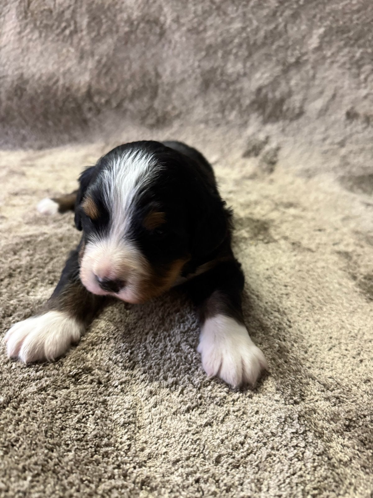 ≥ Mooie Berner Sennen pups; vier reutjes — Honden | Herdershonden en ...