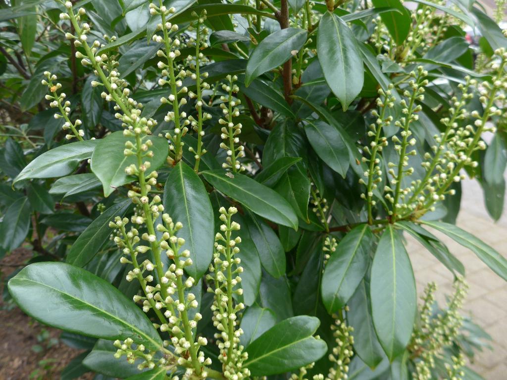 ≥ Laurierstruiken te koop | Tuin en Terras | Marktplaats