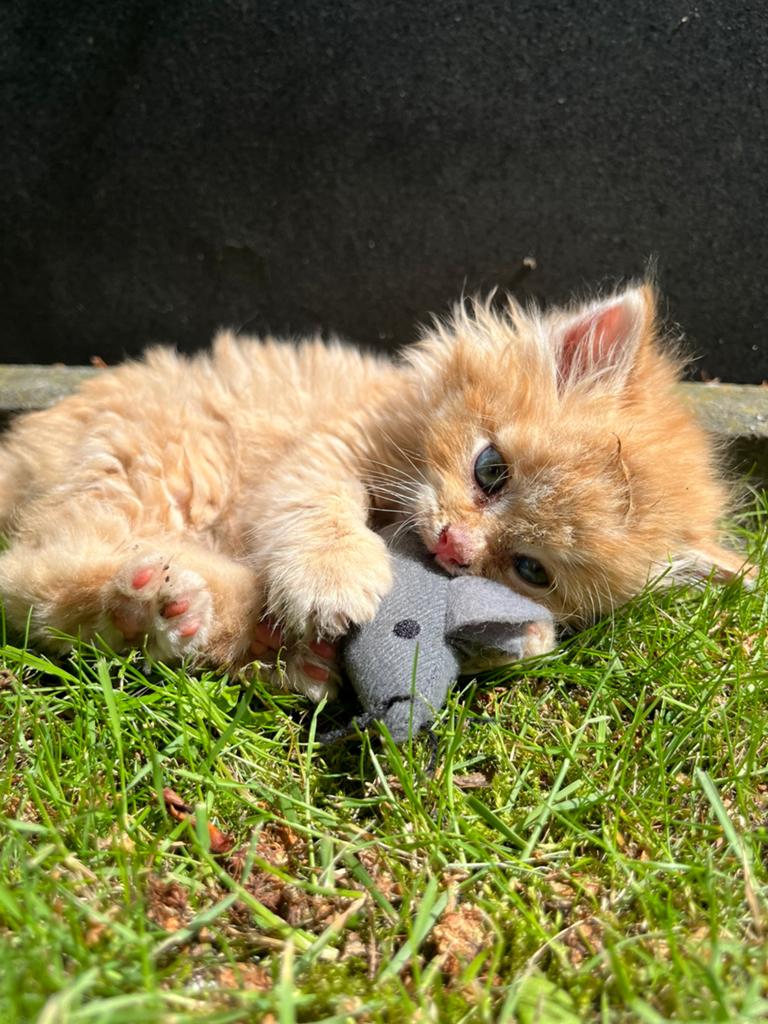 ≥ Langharige kitten — Katten en Kittens | Raskatten | Langhaar ...