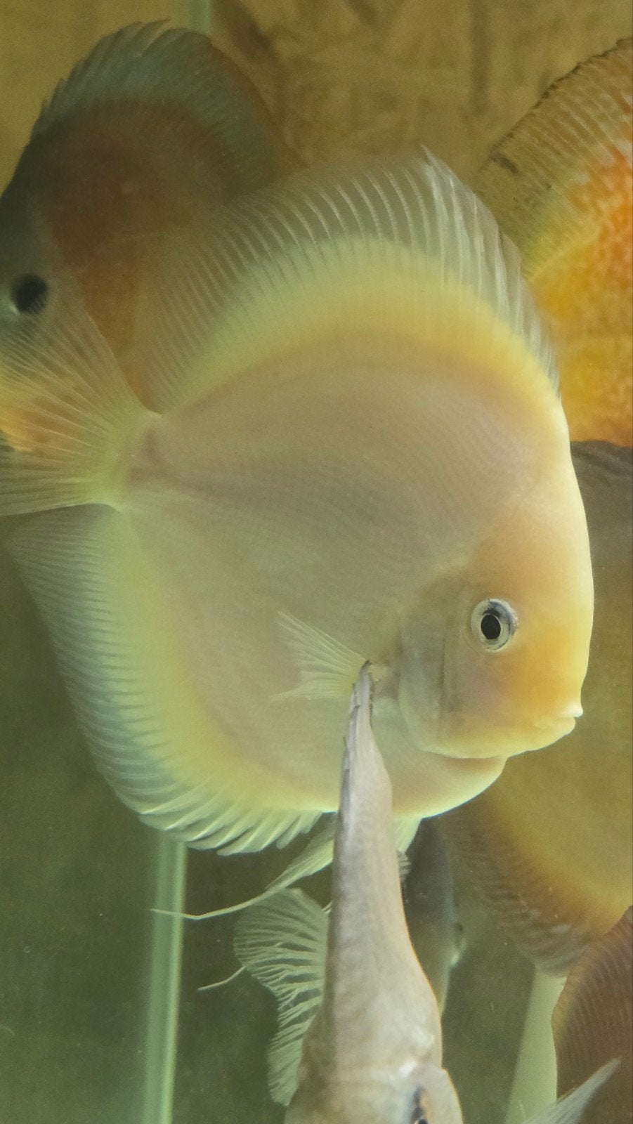≥ 9 grote discus, 2 koppels (m2406066176) — Vissen | Aquariumvissen ...