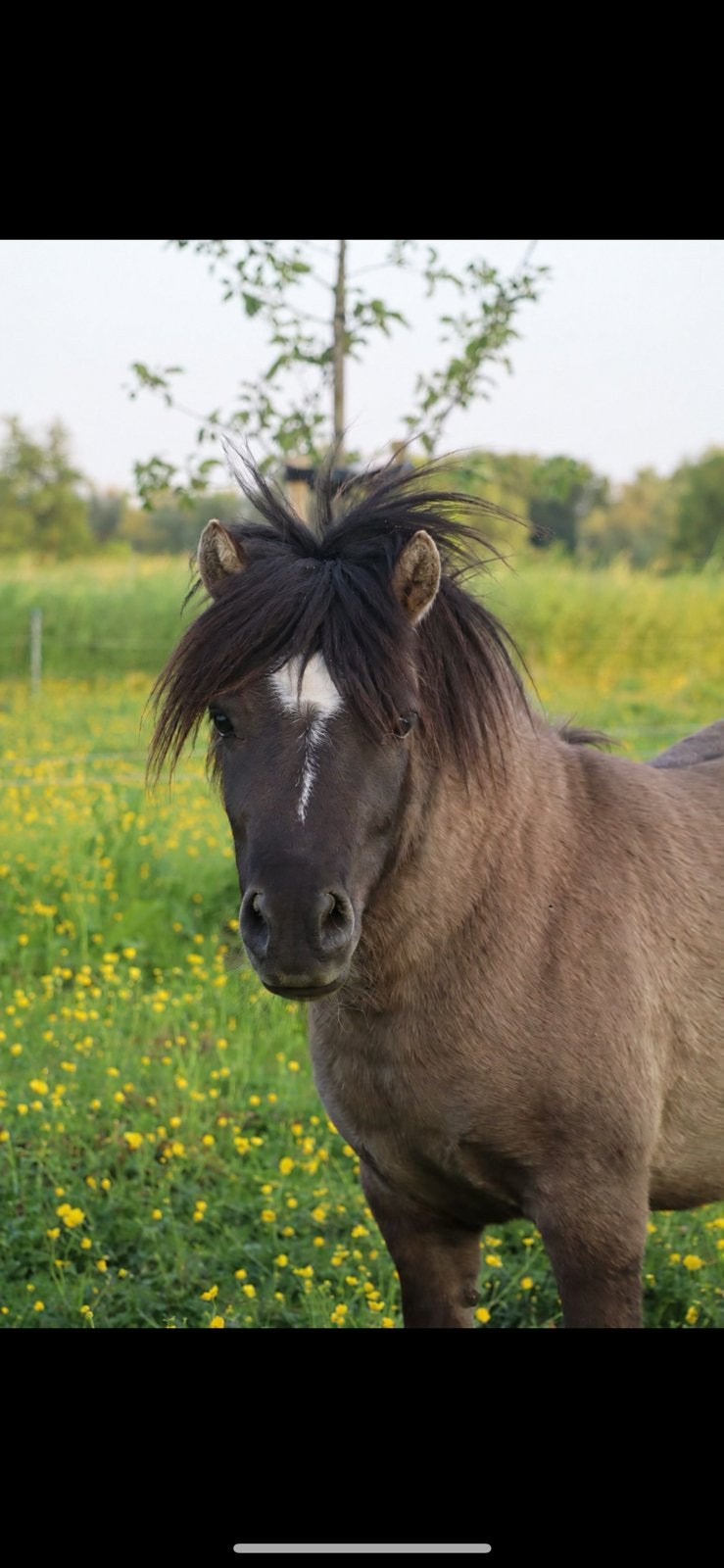 ≥ Mooie 11 appaloosa & 4 jarige grullo — Pony's — Marktplaats