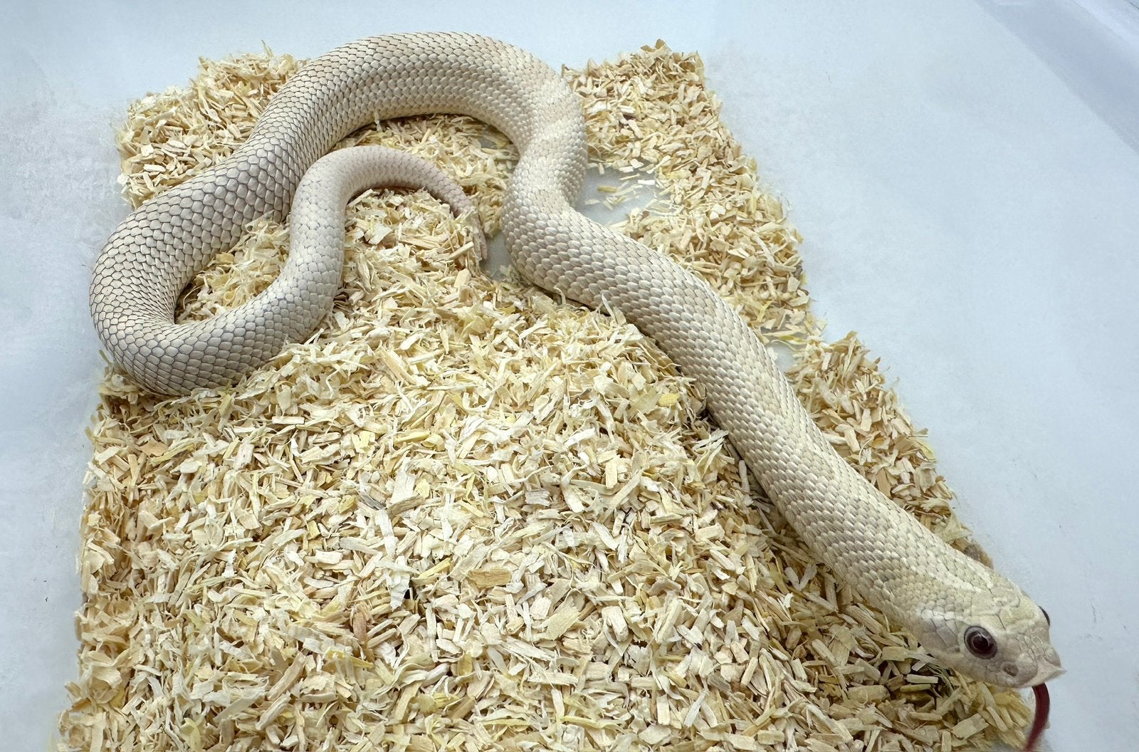 ≥ Volwassen koppel haakneuzen man yeti / vrouw Snow — Reptielen en ...