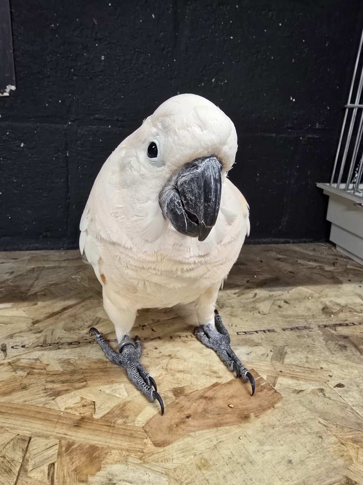 ≥ Tamme Molukken Kakatoe man 2025 met DNA en getest op alle zi — Vogels ...
