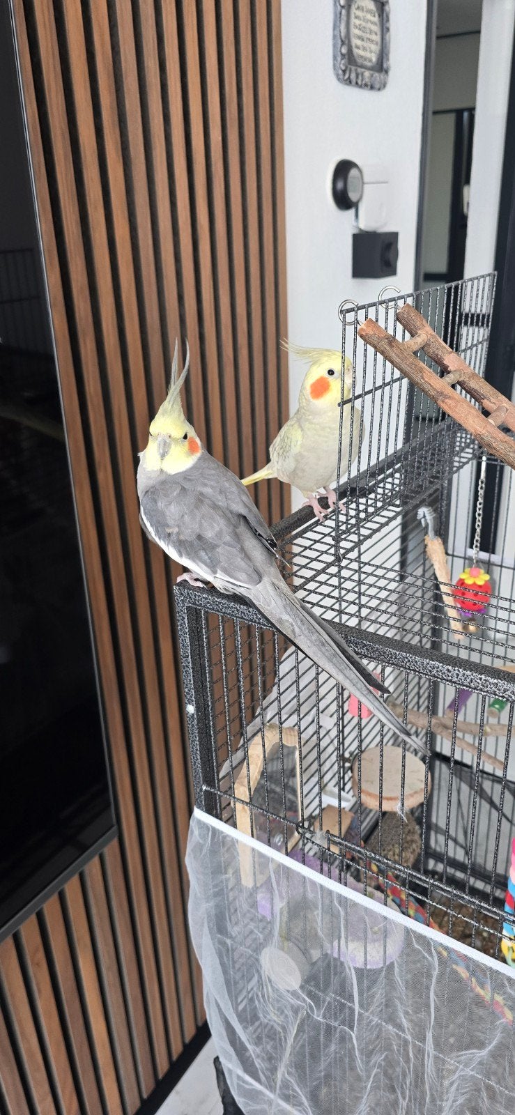≥ Valkparkieten een bewezen stelletje. — Vogels | Parkieten en ...