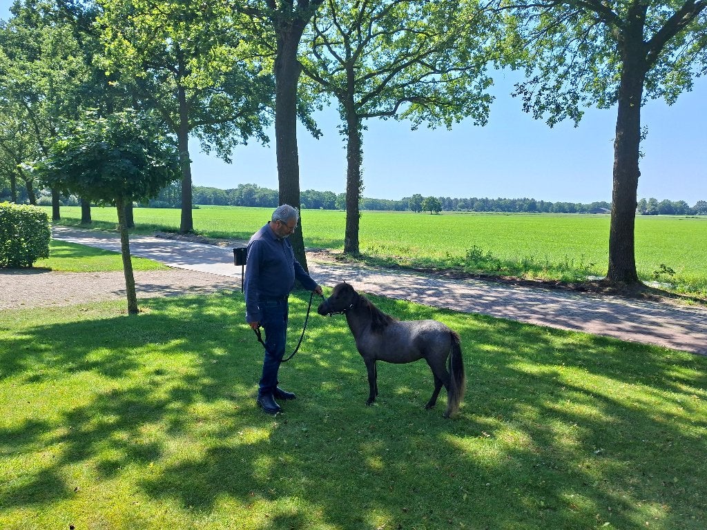≥ Zeer luxe mini paardje — Pony's — Marktplaats