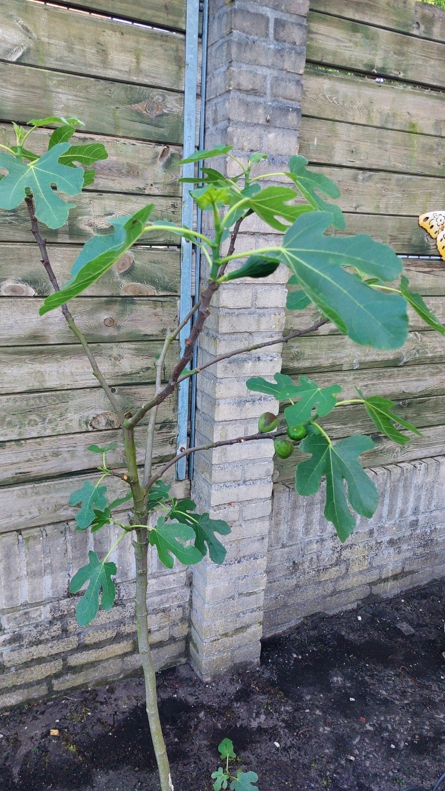 ≥ Vruchtdragende Vijgenboom - Heerlijke Vijgen uit Eigen Tuin ...