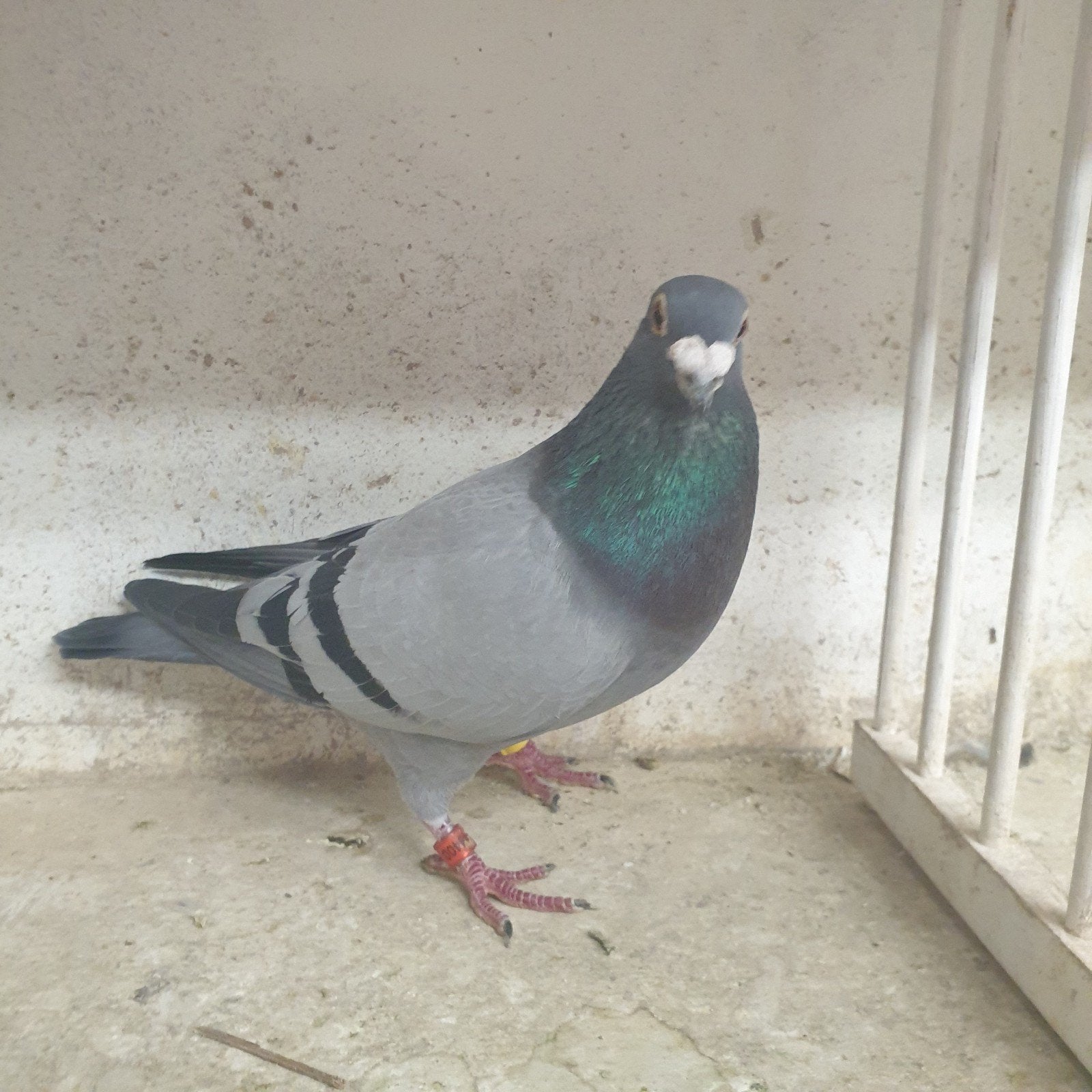 ≥ POSTDUIVEN PRACHT DOFFER D.vd STOUWE & ZN ! — Vogels | Duiven ...