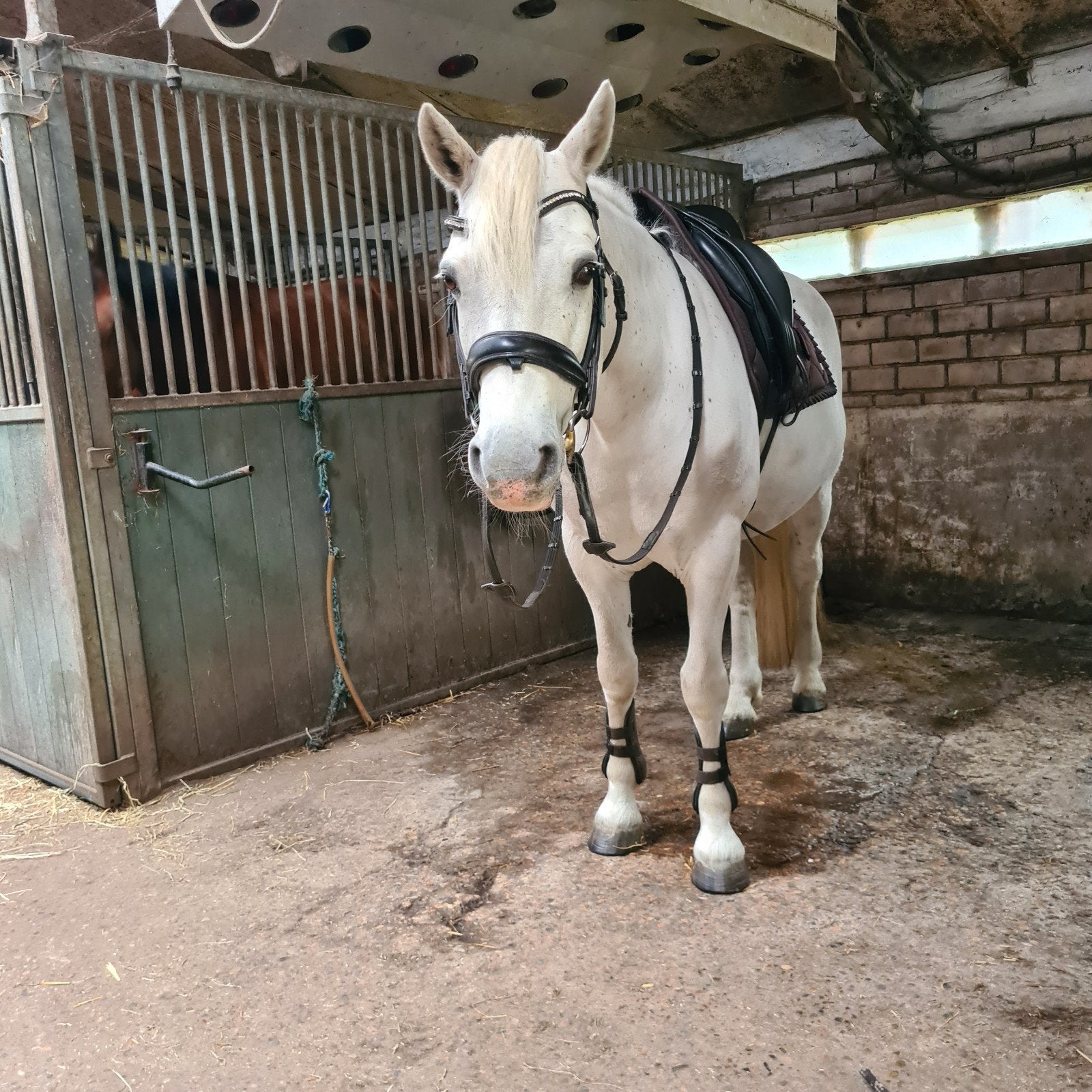 ≥ Lieve D pony — Pony's — Marktplaats