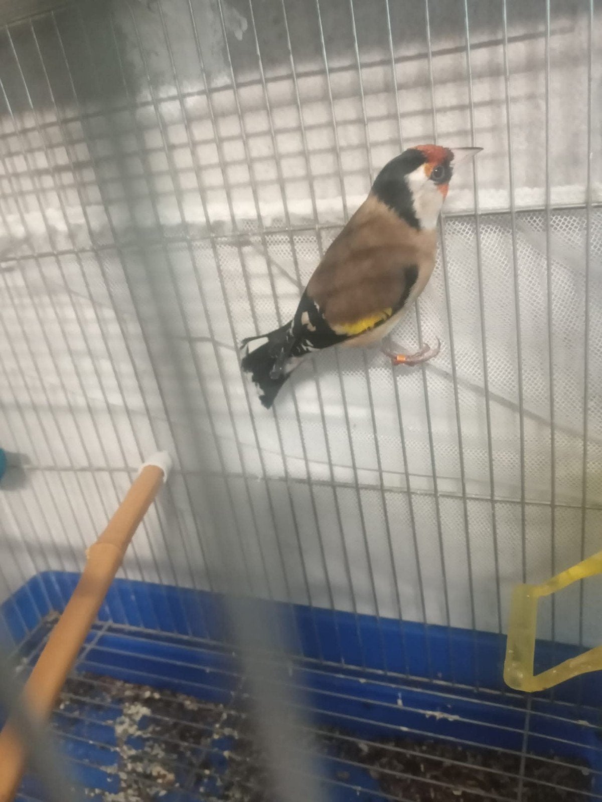 ≥ Twee-stuks parva putter van 2024+2025.DZ. — Vogels | Overige Vogels ...