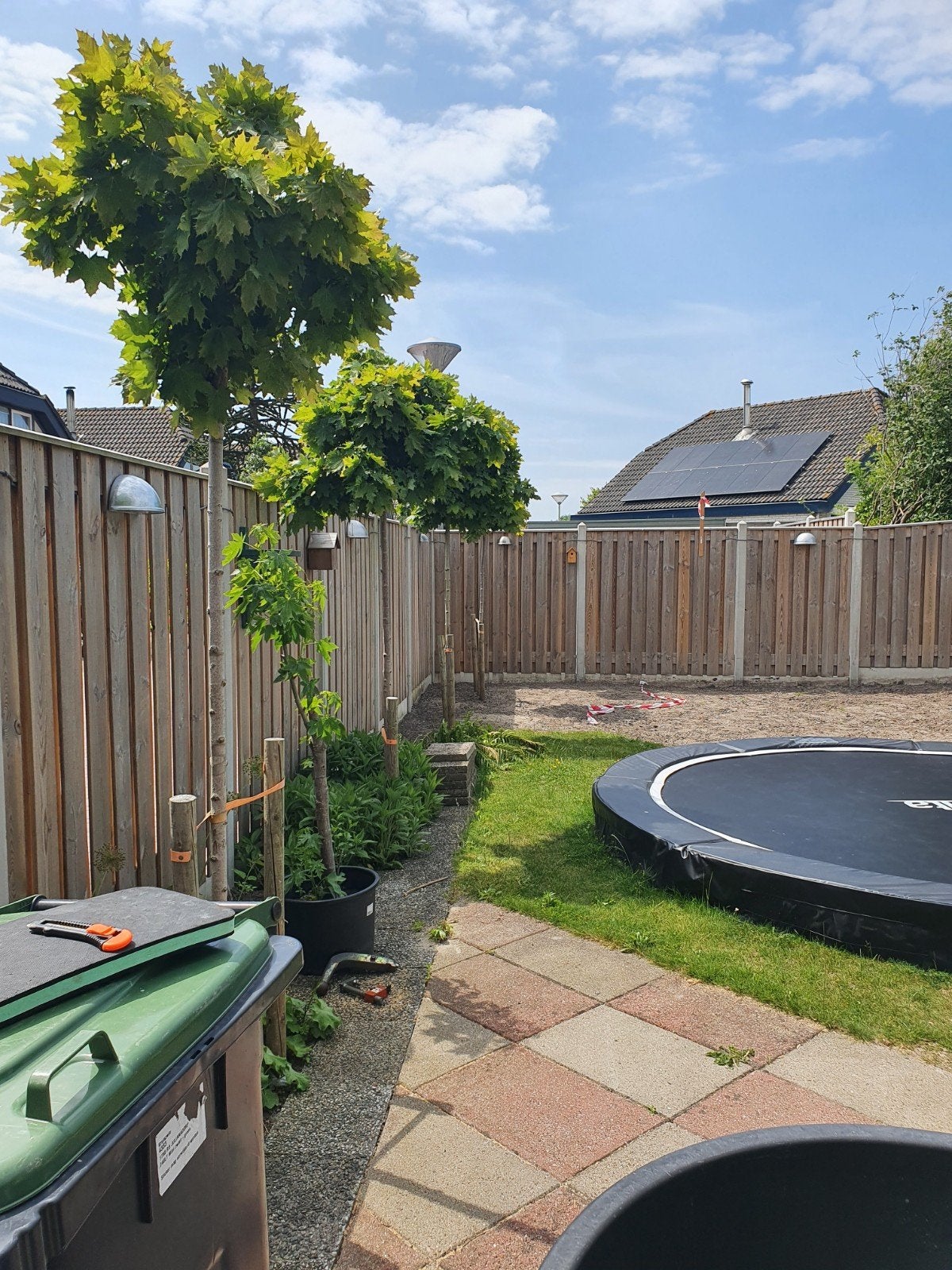 ≥ 4 Noorse esdoorns - stamhoogte 2.00m, kroon 1m breed — Planten ...