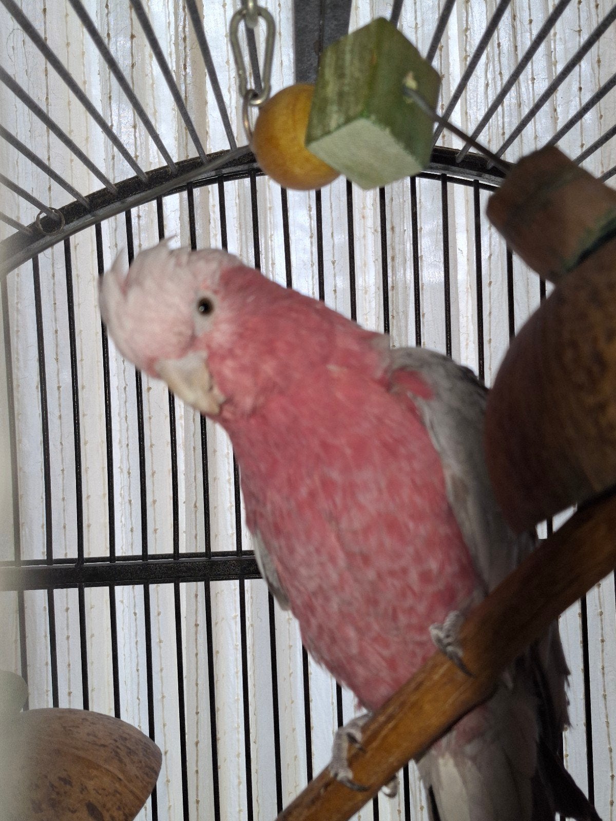≥ Rose kaketoe pop met grote kooi — Vogels | Parkieten en Papegaaien ...