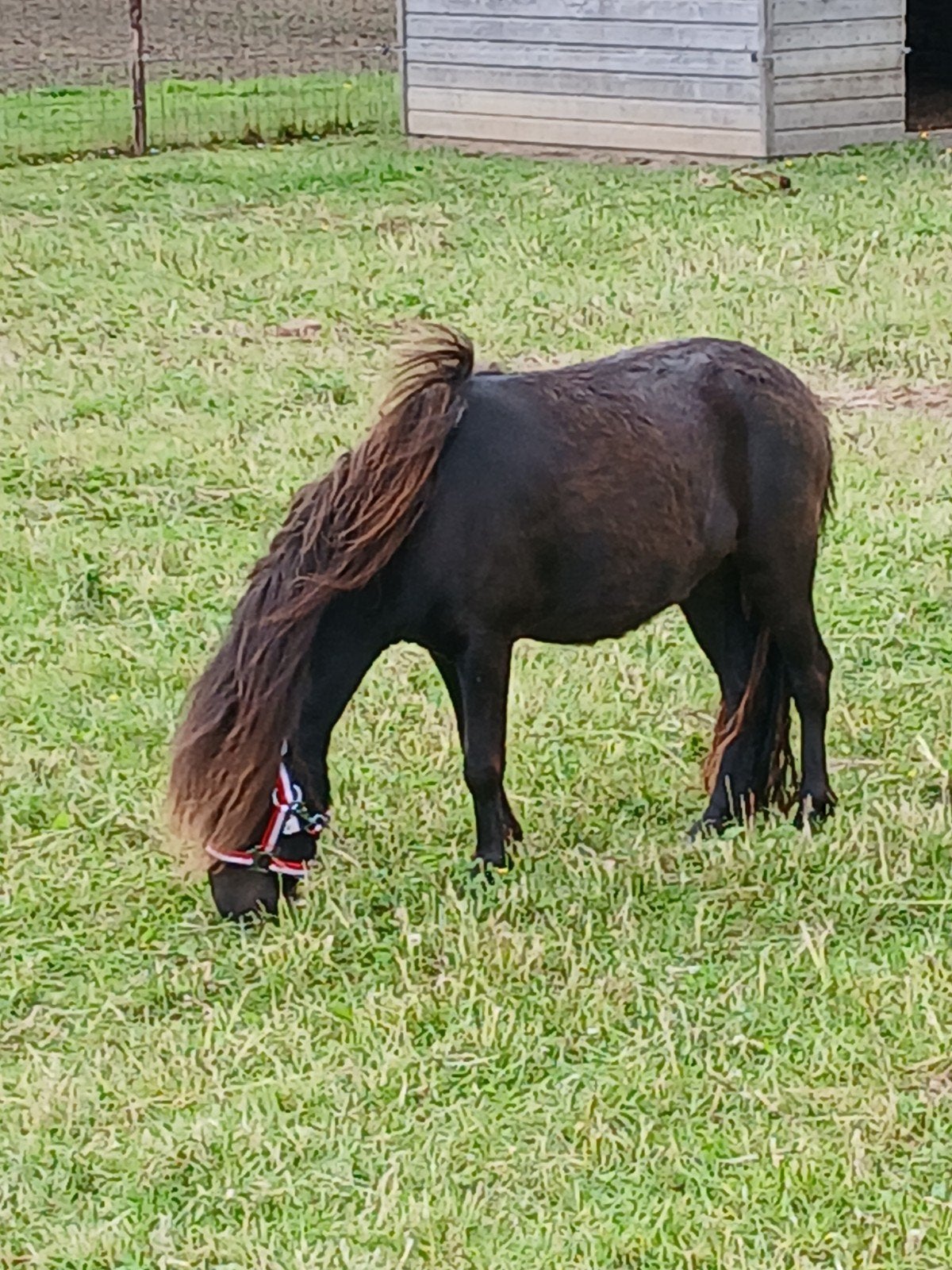 ≥ Te koop een mooi luxe donker bruine merrie — Pony's — Marktplaats