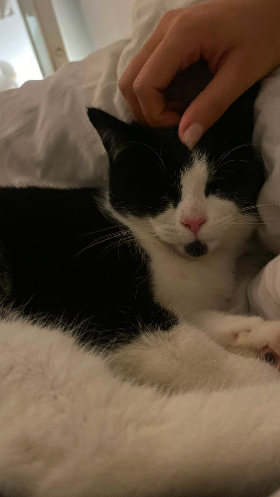 ≥ Europees kat — Katten en Kittens | Overige Katten — Marktplaats