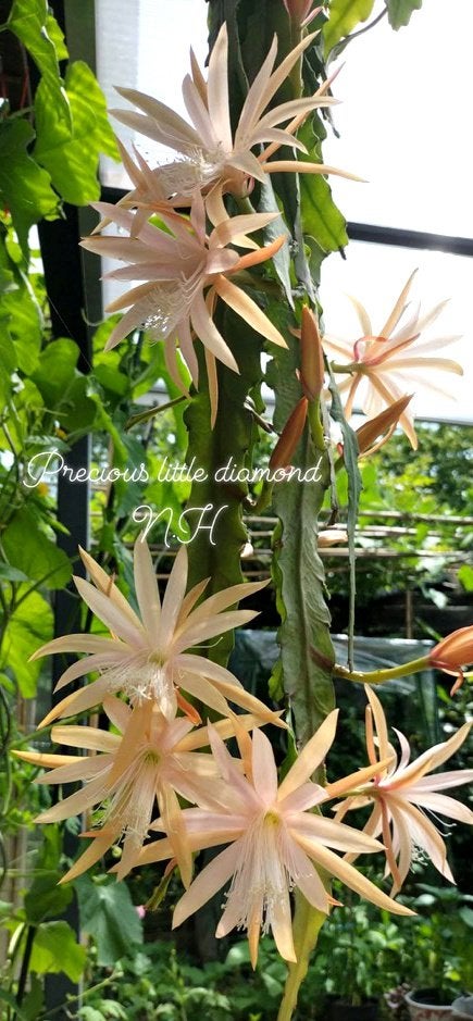 ≥ cactus - Epiphyllum Precious Little Diamonds — Kamerplanten — Marktplaats