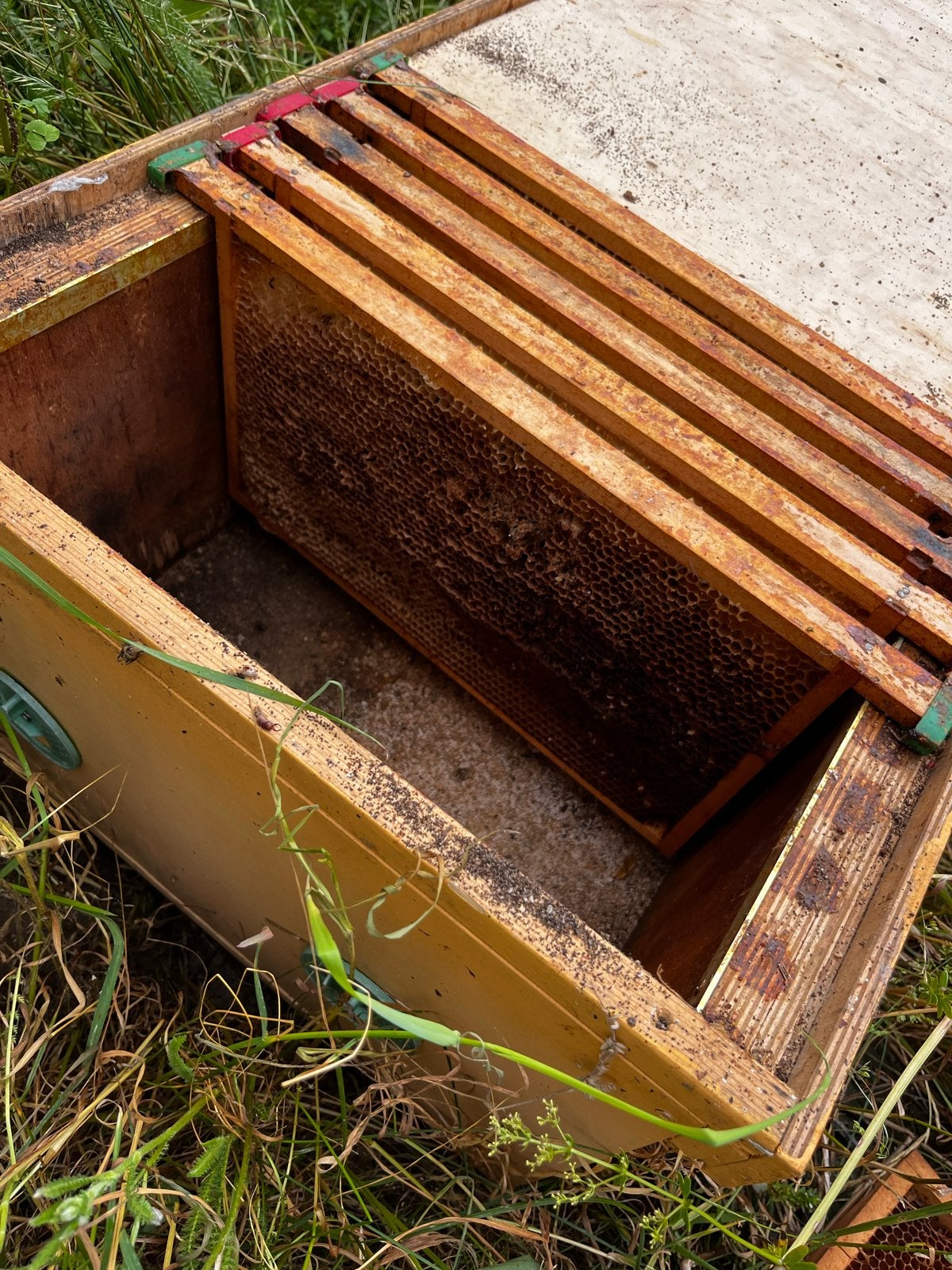 ≥ Topbar bijenkast hout (m2408055832) — Insecten en Spinnen — Marktplaats