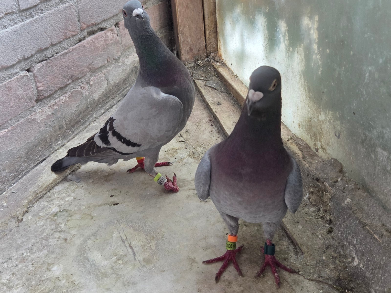 ≥ Koppel postduiven — Vogels | Duiven — Marktplaats