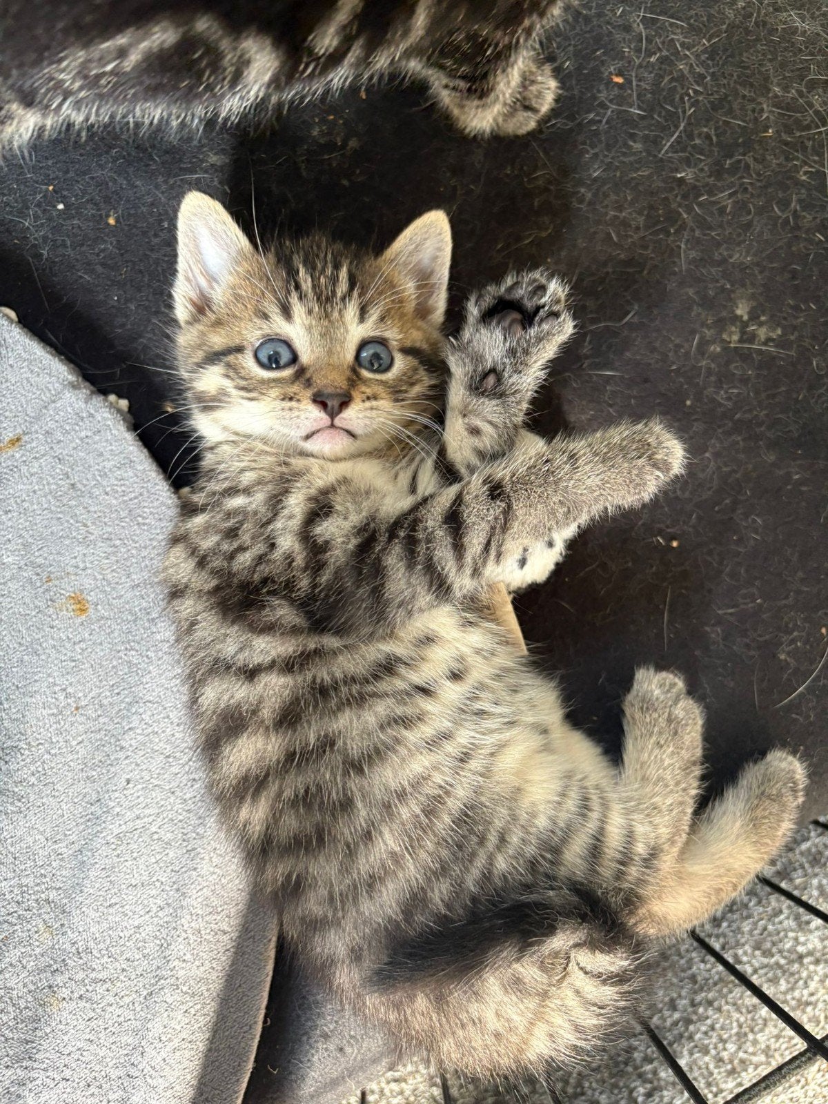 ≥ Nog 1 kitten beschikbaar! Mannetje — Katten en Kittens | Overige ...
