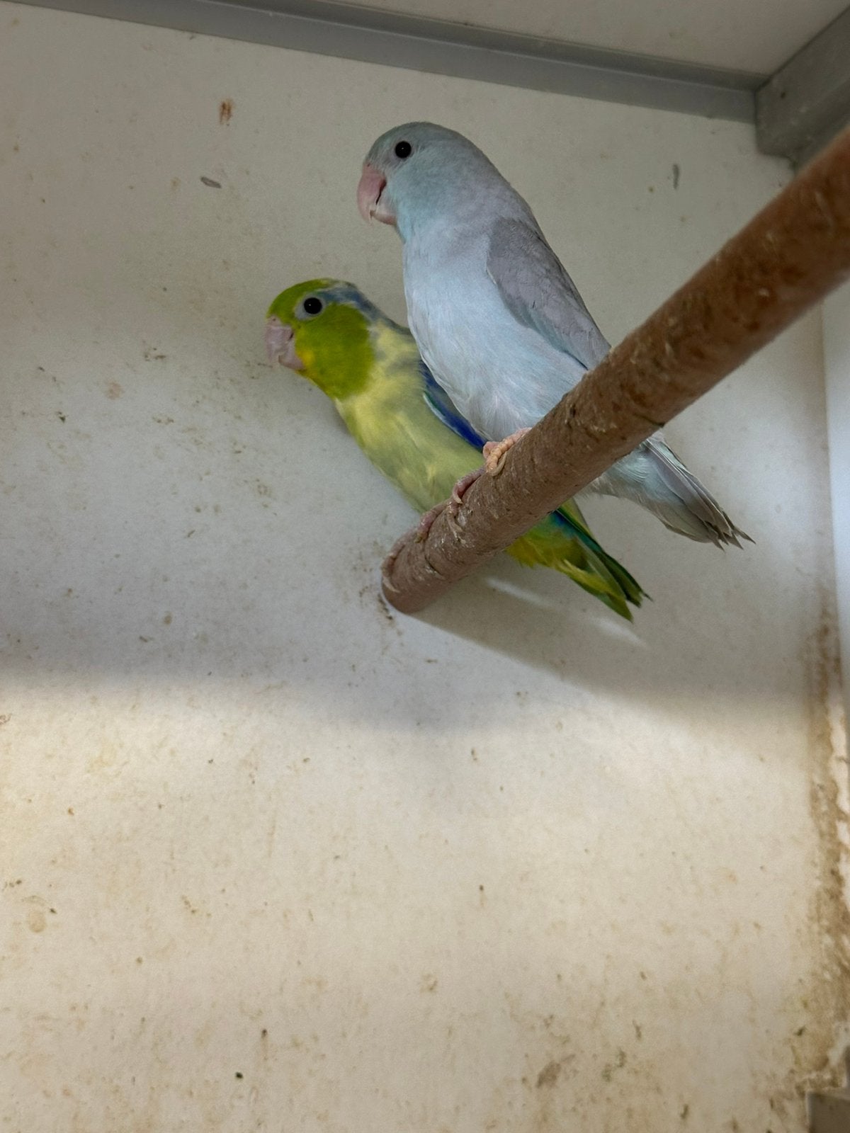 ≥ 1-1 koppel Forpus coelestis papegaaien van ‘25 — Vogels | Parkieten ...