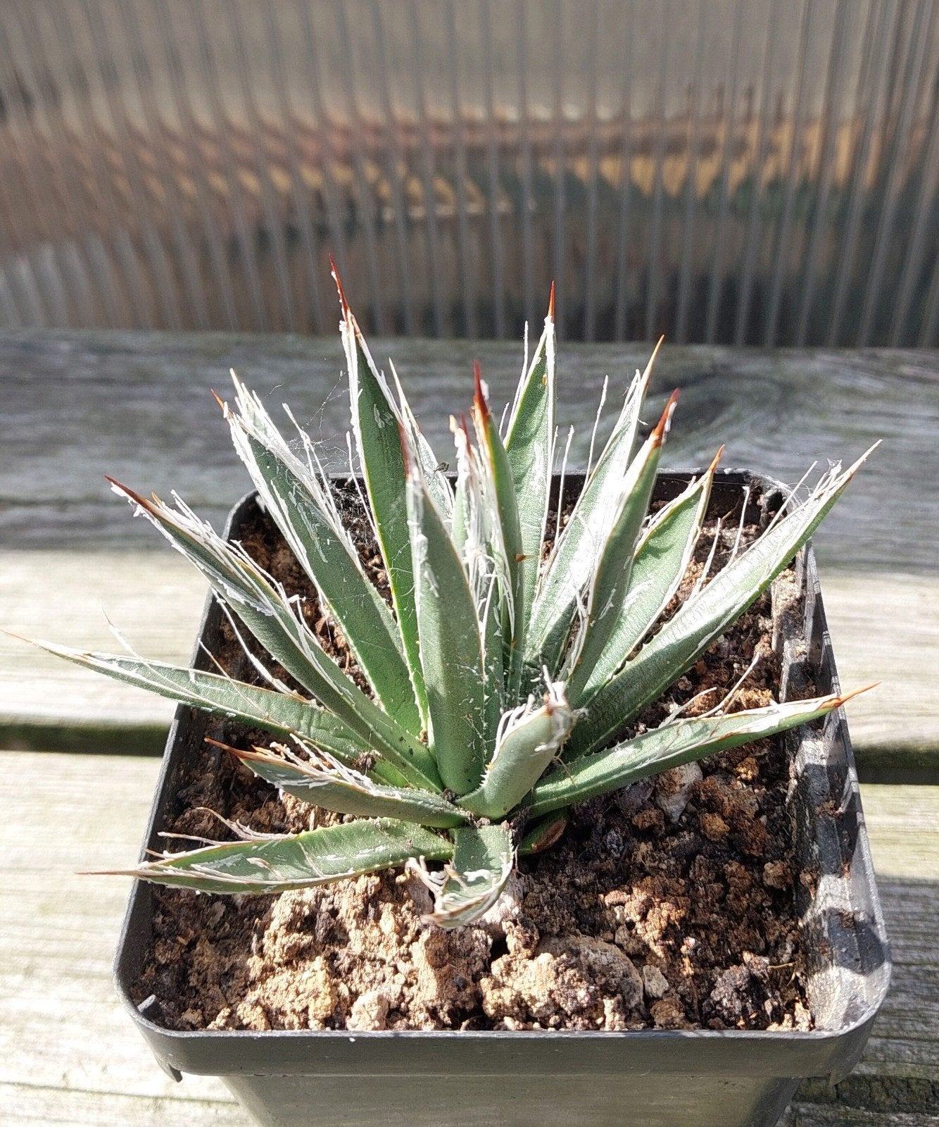 ≥ Agave toumeyana ssp. bella (Black Mesa AZ) - Zeldzame Agave — Planten ...