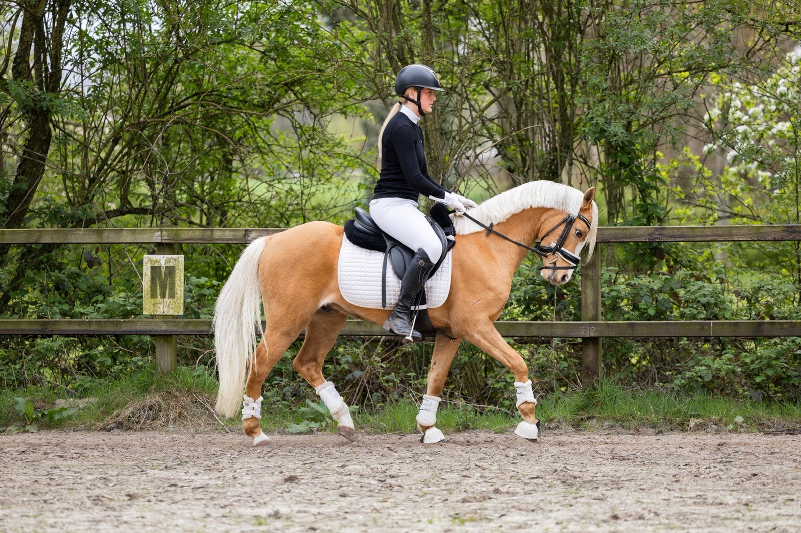 ≥ Palomino pony (136cm) — Pony's — Marktplaats