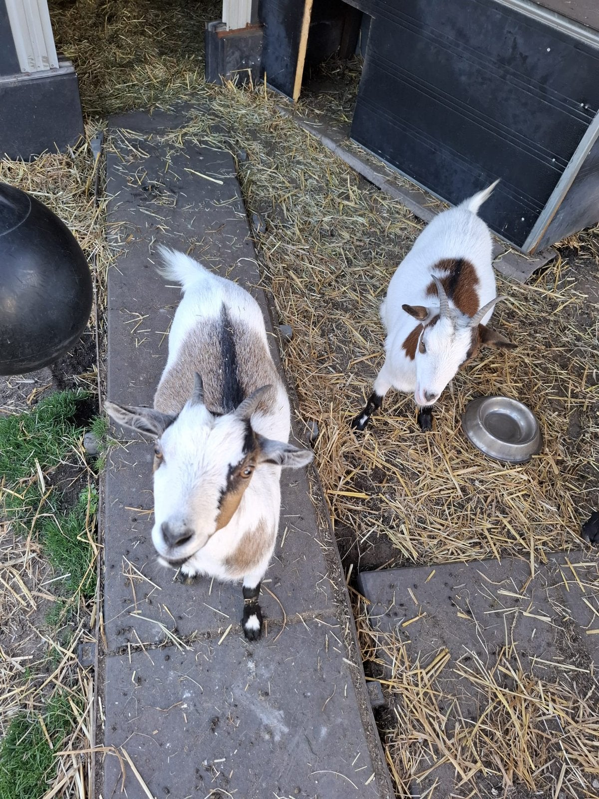 ≥ 3 dwergeiten GRATIS — Schapen, Geiten en Varkens — Marktplaats